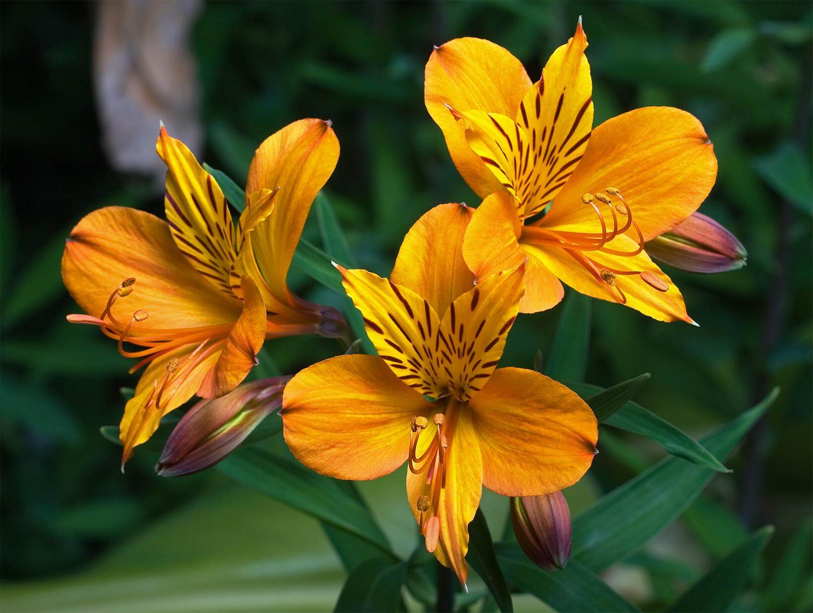 Astromélia: saiba mais sobre essa flor | Flora Horizonte